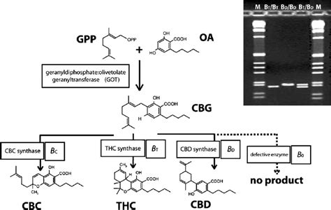 The Biosynthetic Pathway Of The Most Common Cannabinoids In Cannabis Download Scientific