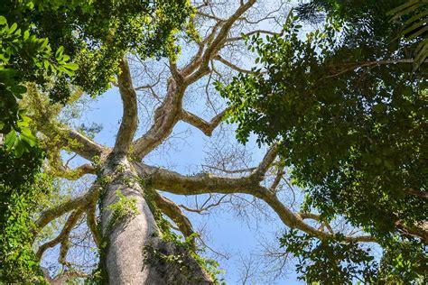 Tropical Rainforest Trees
