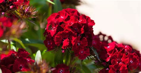 Dianthus Barbatus Dash Crimson Bartnelke Dash Crimson Bellaflora