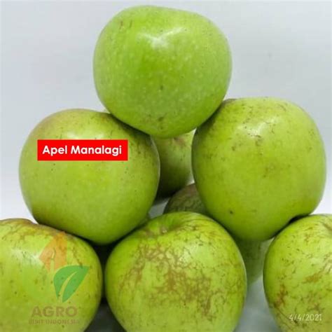 Jual Bibit Apel Manalagi Hijau Agro Bibit Id