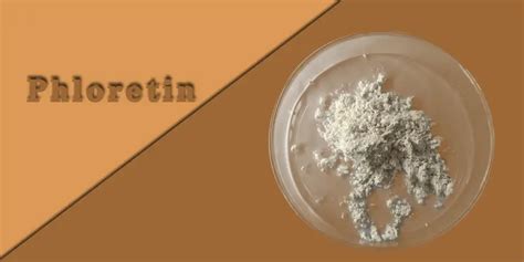 What Is Phloretin In Skin Care Chenlang