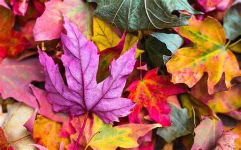 Hojas De Maple Fondo De Pantalla 4k ID 11582