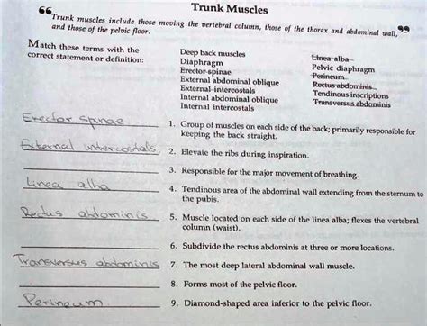 Solved Trunk Muscles And Those Of The Pelvic Floor Match These Terms