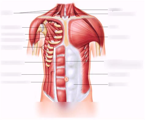 Anatomy Chest Muscles Diagram Quizlet