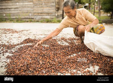 Woman Drying Cocoa Bean Harvest In The Sun On Her Small Farm In West