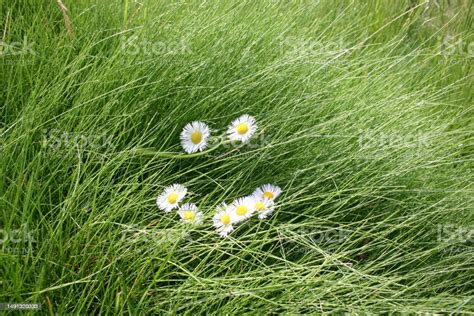 여러 개의 노란색과 흰색 데이지가 길고 고운 푸른 잔디의 바다에서 웃는 얼굴을 형성합니다 0명에 대한 스톡 사진 및 기타 이미지 0명 건강관리와 의술 계절 Istock
