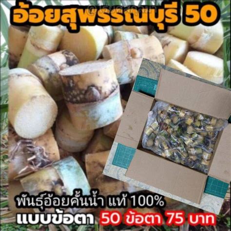 พร้อมส่ง โปรโมชั่น พันธุ์อ้อยสุพรรณบุรี 50 ชุด 50ข้อตา และ 150 ข้อตา