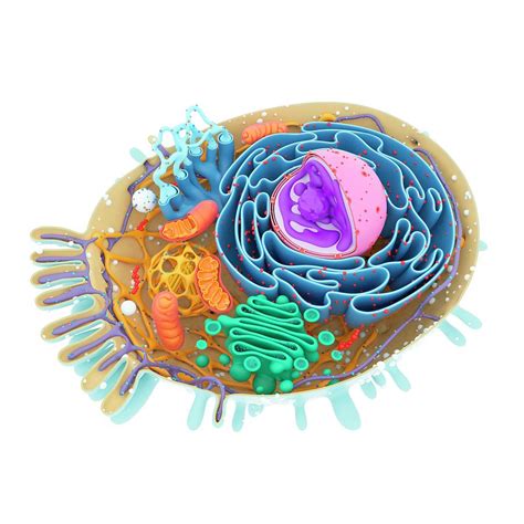 Cell Structure Photograph By Scieproscience Photo Library Fine Art