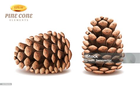 3d 소나무 콘 또는 현실적인 트리 부분을 절연 0명에 대한 스톡 벡터 아트 및 기타 이미지 0명 3차원 형태 가문비나무 Istock