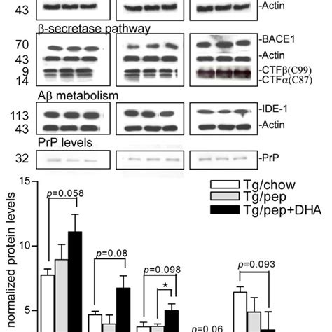 A Western Blots Of App Bace App Ctfs αβ Ide Prp And β Actin Download Scientific Diagram