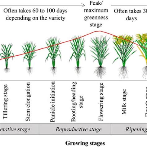 1 Rice Crop Growth Stages Download Scientific Diagram