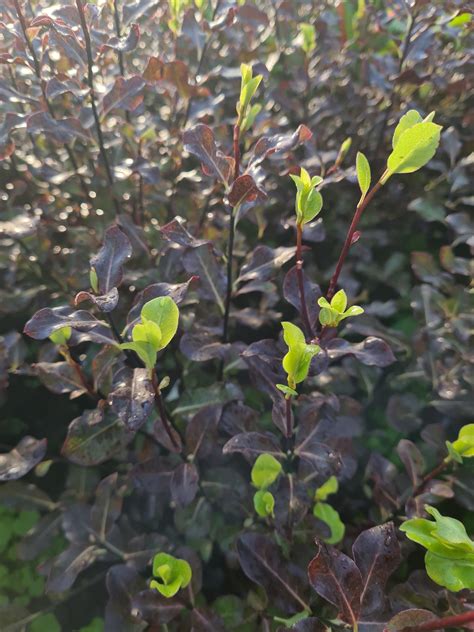 Pittosporum Tenuifolium Dark Diva Caragh Nurseries