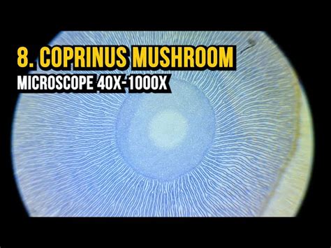 Mushroom Under Microscope 100x