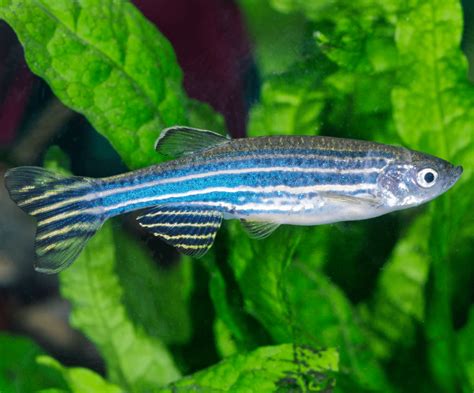 How To Calm Down Stressed Fish