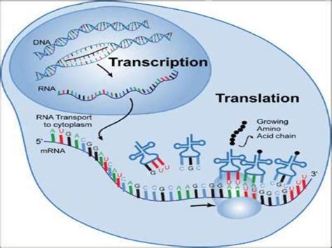 Transcription Translation And Genetic Code Cell Biology By Welfredo Yu