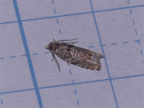 蛇紋岩ライト 里山ひきこもり