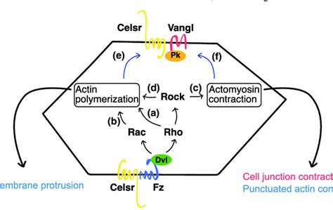 Planar Cell Polarity Pcp Pathway Regulates Actin Dynamics Via Small Download Scientific
