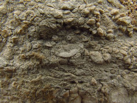 Larger Benthic Foraminifera Geology Is The Way