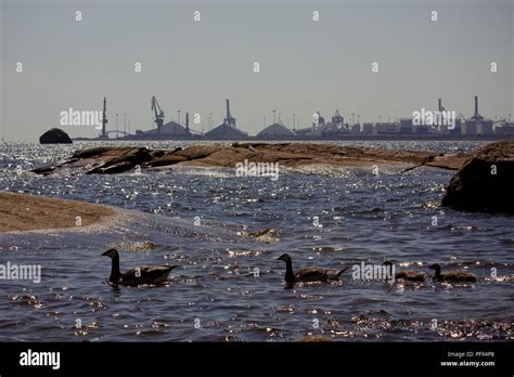 Duck With Ducklings In The Sea Surrounded By Big Boulders Cranes In