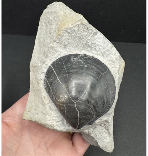 Fossils For Sale Fossils Lower Jurassic Lower Lias Bivalve