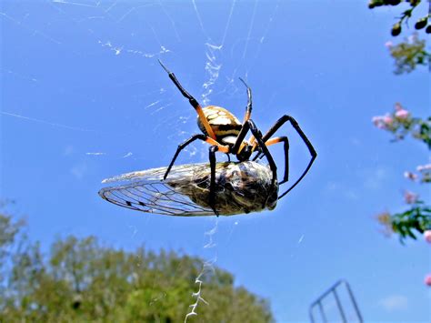 Insect Cute Outdoor Free Photo On Pixabay Pixabay