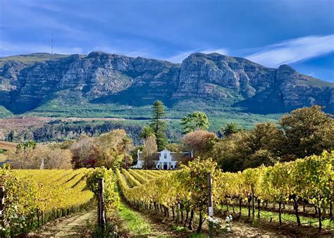 Buitenverwachting Wine Farm Cape Of Good Wine