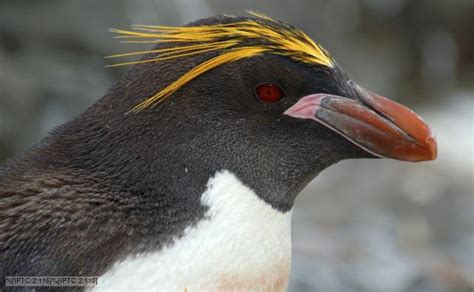 Macaroni Penguin Alchetron The Free Social Encyclopedia