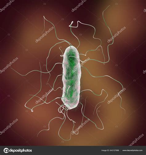 Proteus Mirabilis Bacterium Illustration Gram Negative Bacterium Causes