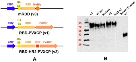 Vaccines Free Full Text Design And Immunogenicity Of Sars Cov 2 Dna
