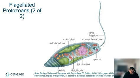 Chapter 14 Prokaryotes Protists And Viruses Youtube