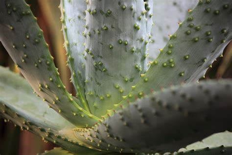 무료 이미지 선인장 잎 높은 식물학 플로라 닫다 시원한 이미지 꼭지 노회 5d 고용하다 페 록스 마키 안녕 입술 해결 쓴 매크로 사진 크