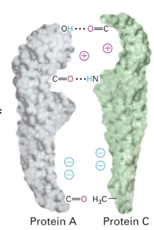 Lecture Protein Ligand Interactions Binding Equilibrium Flashcards