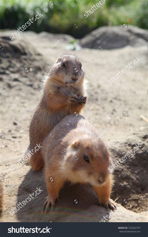 Rodent Grey Gopher Sexual Relations Macro Stock Photo 722262757 Shutterstock