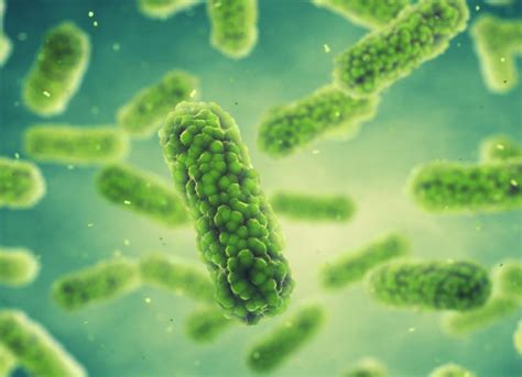 Rapid Discrimination Of Four Salmonella Enterica Serovars A Performance Comparison Between