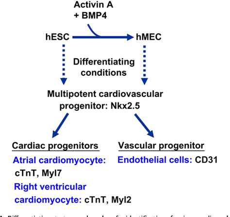 Figure 1 From Lineage Restricted Progenitors For The Repopulation Of Decellularized Heart