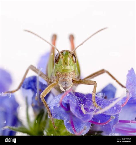 Stripe Winged Grasshopper Lined Grasshopper Stenobothrus Lineatus