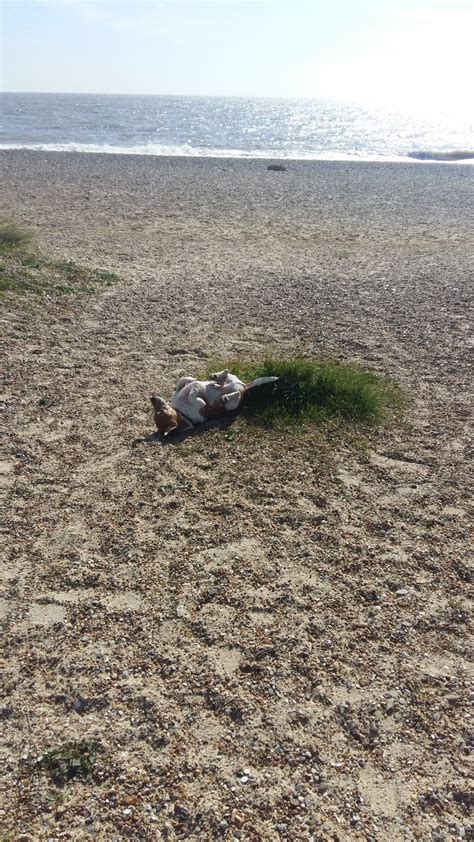 Media Tweets By Adele Bellis Adelebellis Twitter