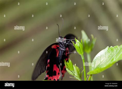Swallowtail Butterfly Feeding Black And Red Butterfly Stock Photo Alamy