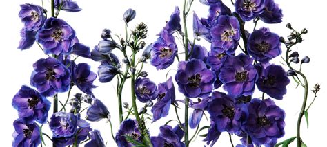 Luxury Red Delphiniums Delivery Send Delphinium Flower Bouquets