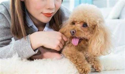 泰迪犬喜歡主人的表現，對照一下，看看你家泰迪喜不喜歡你