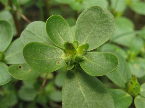 Portulaca Oleracea Plant Stock Image Image Of Leaf 225713377