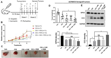 Targeting Heat Shock Protein 27 And Fatty Acid Oxidation Augments