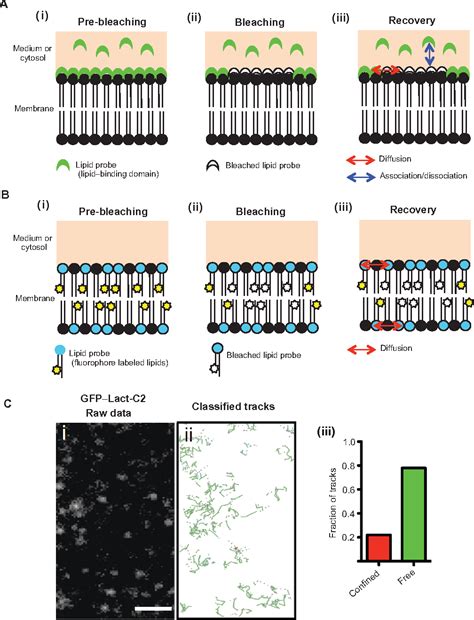 Figure 3 From Molecular Probes To Visualize The Location Organization
