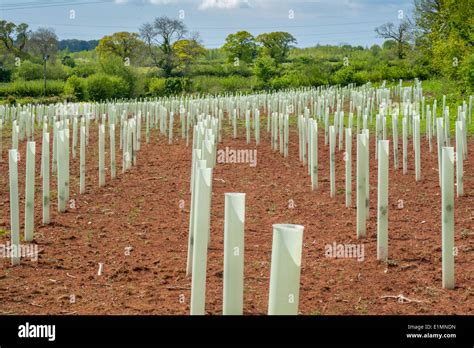Tree Guards Hi Res Stock Photography And Images Alamy