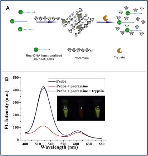 Schematic Illustration Of Ratiometric Fluorescent Sensing Platform With