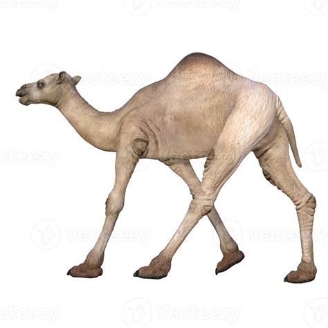 3d Render Camel Model Illustration 11382206 Png