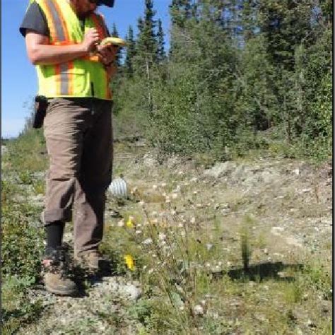 Mapping Invasive Species Found Around A Newly Constructed Culvert At