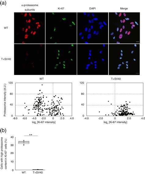 Immunofluorescence Analysis Of Cell Cycle Dependent Proteasome
