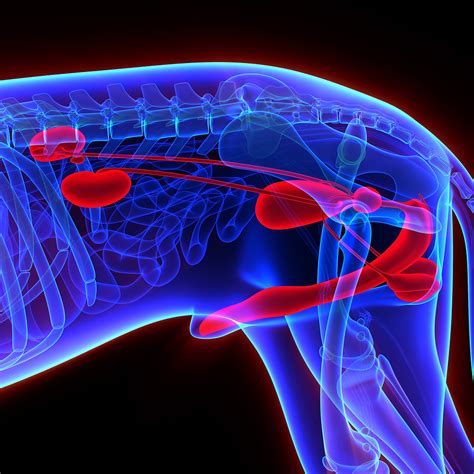 What Is Castration And Why Is It Important