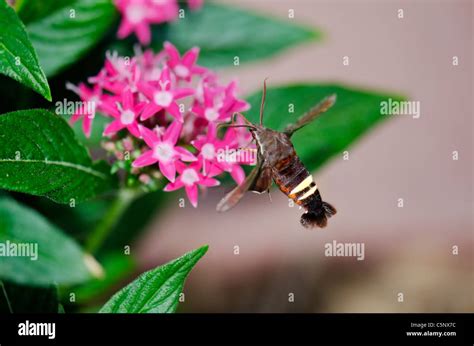 Nessus Sphinx Moth Amphion Floridensis Nectaring On Pink Pintas